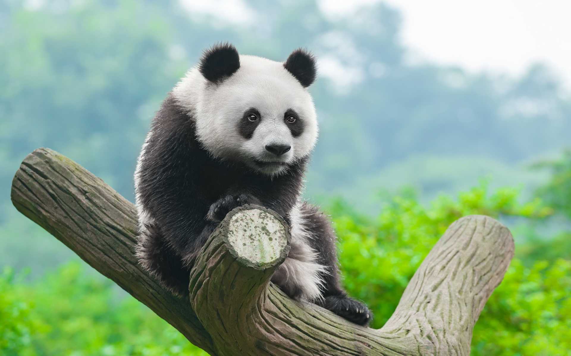 Panda - Hindi Panda